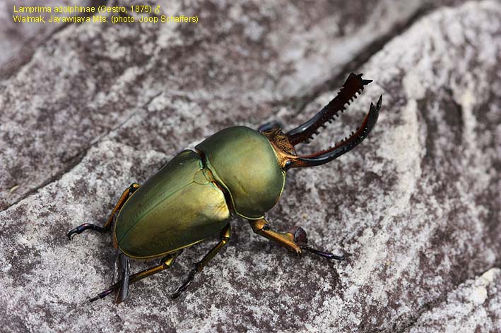 Papua Insects Foundation (Coleoptera/Lucanidae)